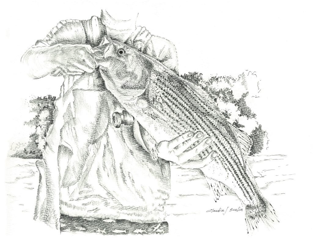 Pen & Ink Drawings – Claudia Scalia